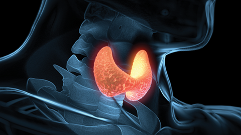 Novedades sobre Levotiroxina | OCU