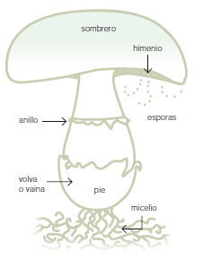Recoger setas comestibles | OCU