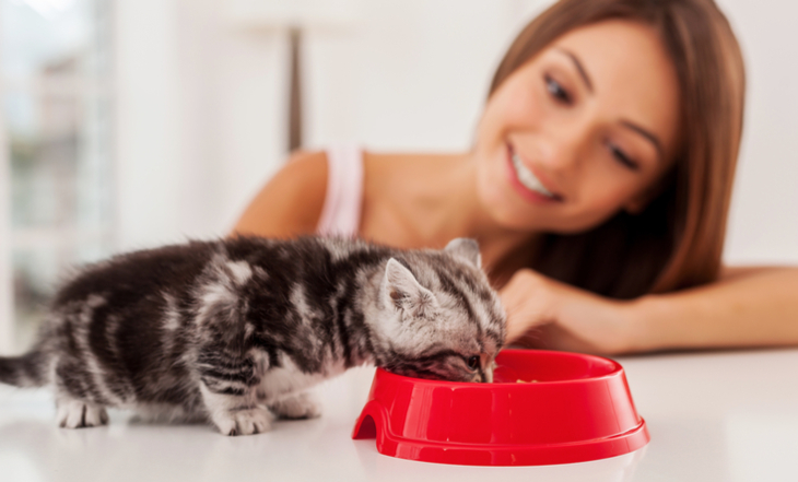 Mejor comida para gatos | OCU